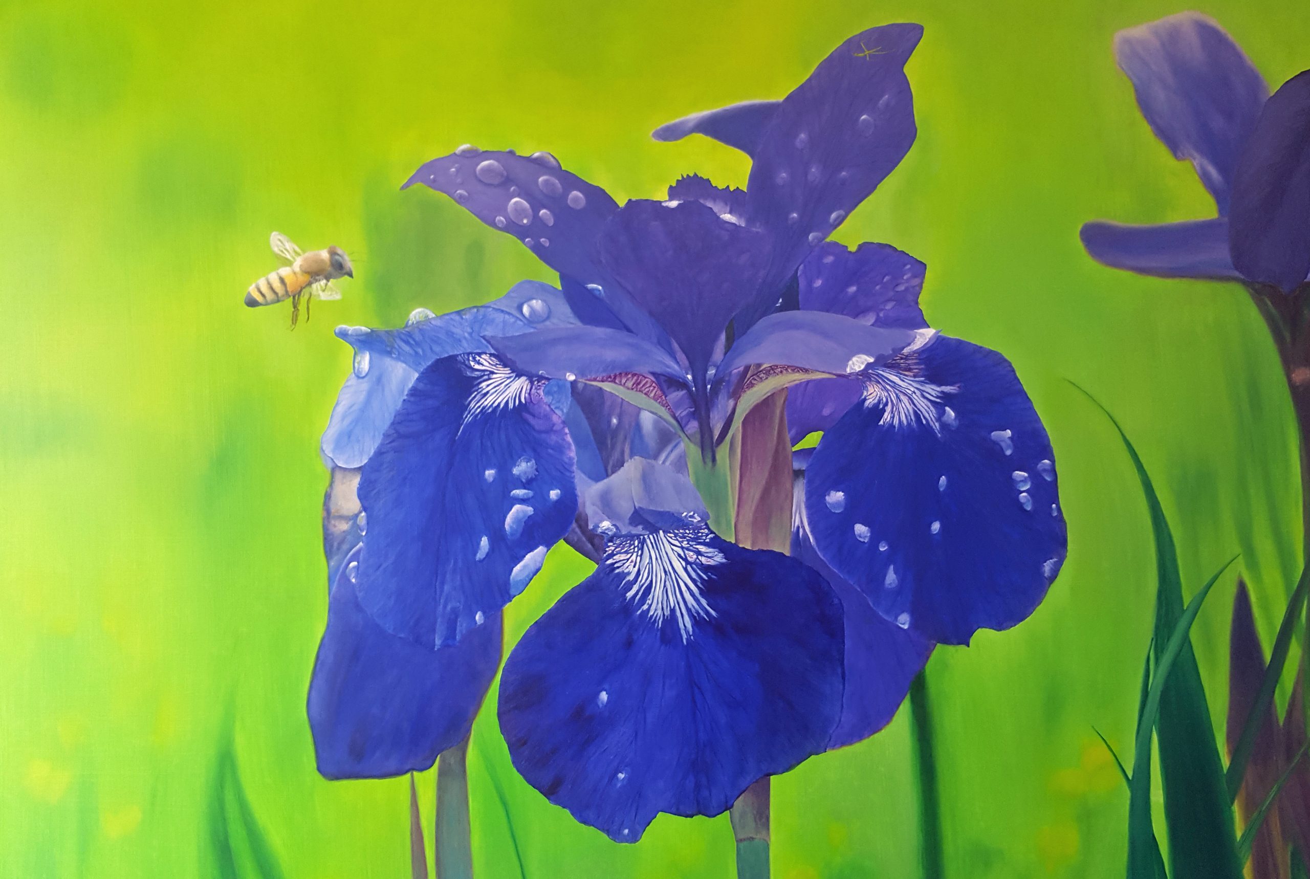 Iris – Andrew Ross